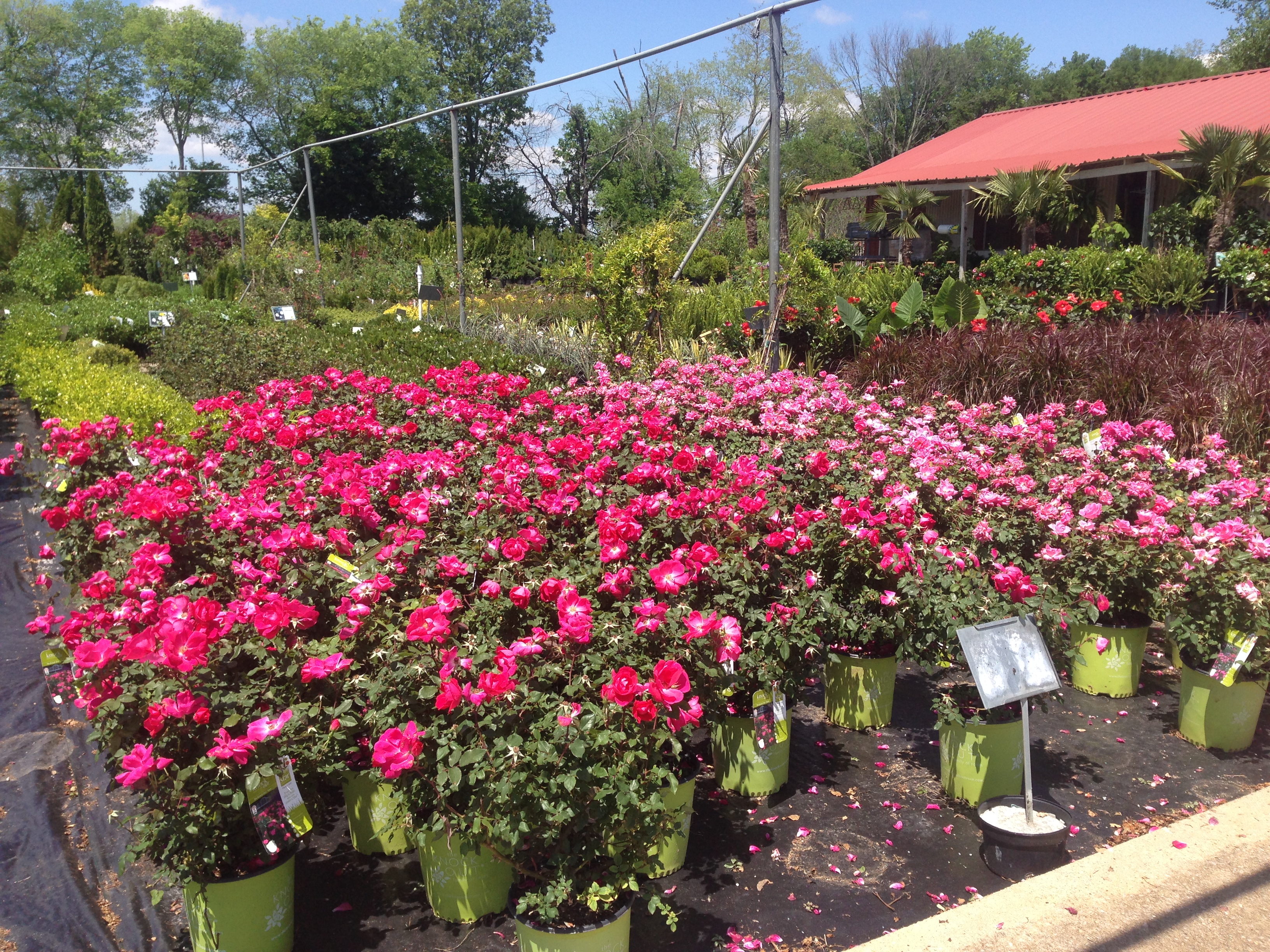 Trees & Shrubs | Reseda Nursery